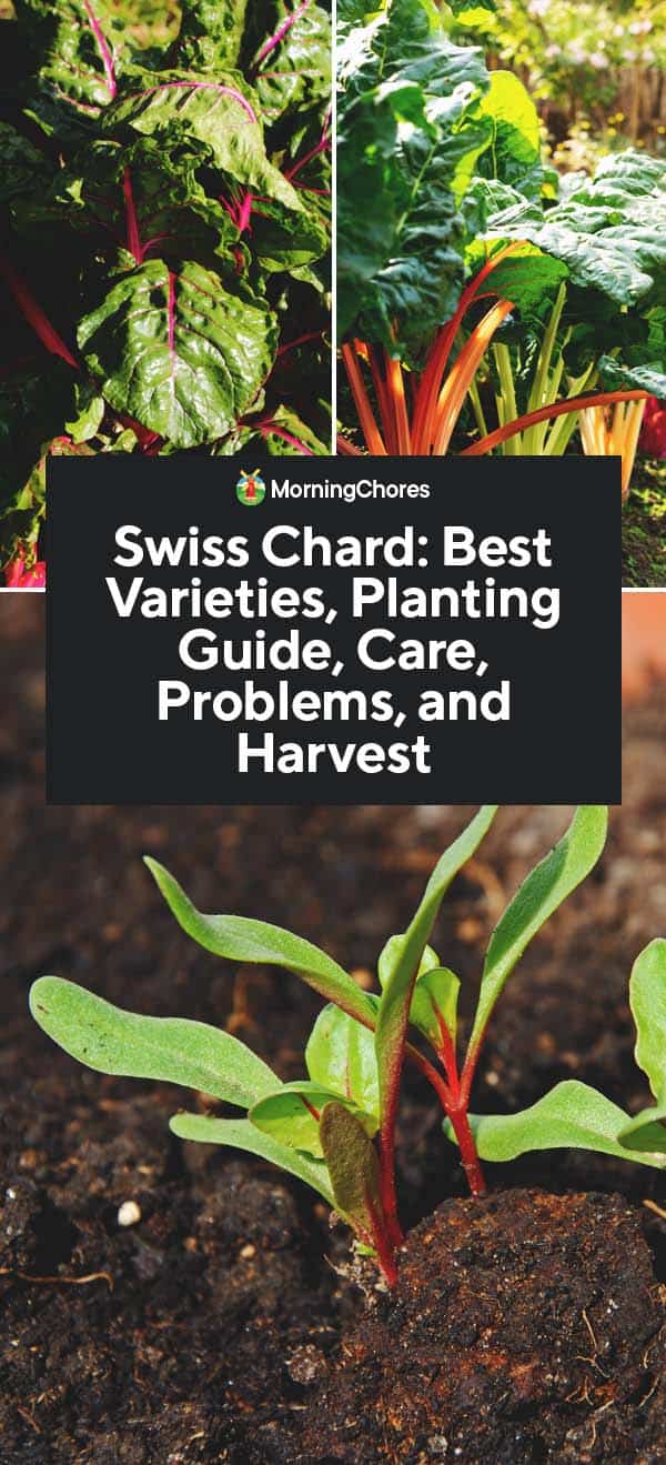 Swiss Chard: Best Varieties, Planting Guide, Care, Problems, and Harvest