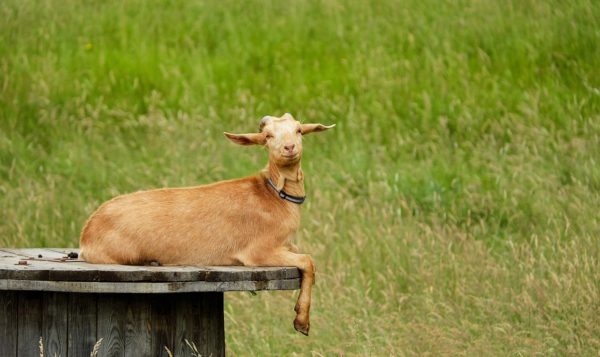 A Goatherd's Guide to Caprine Arthritis Encephalitis (CAE) in Goats
