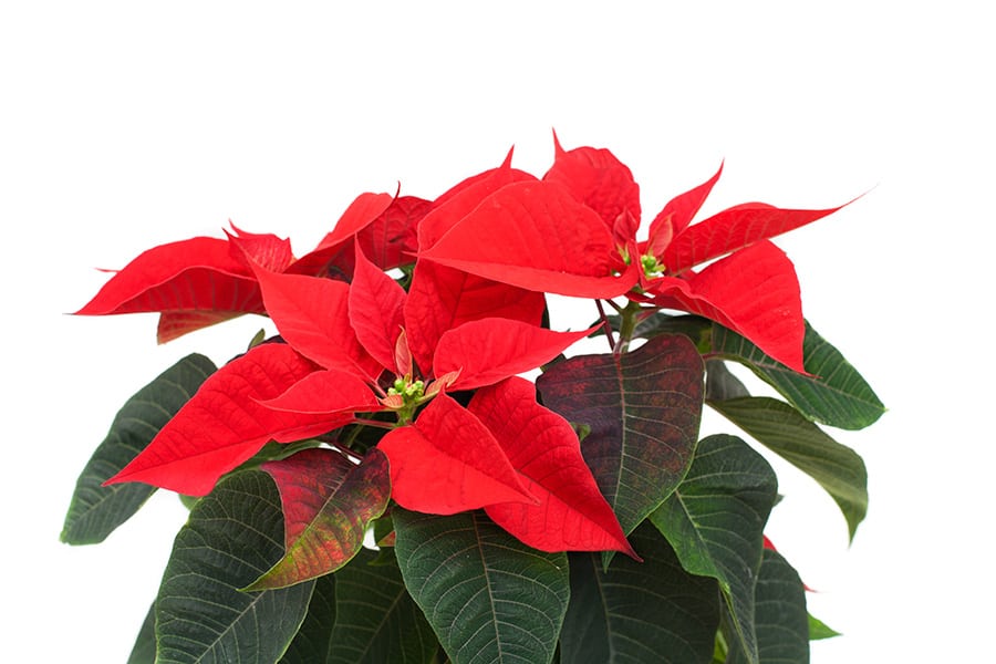 The Best Christmas Plants for Celebrating the Holidays