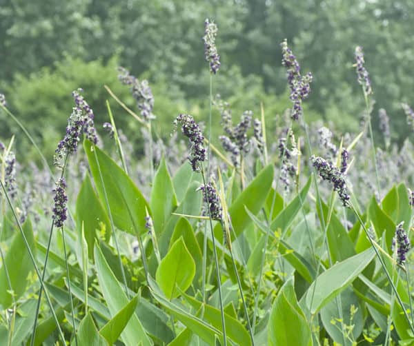 30 Water Plants That Will Transform Your Water Garden