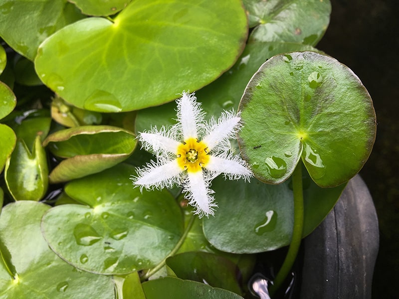 30 Water Plants That Will Transform Your Water Garden