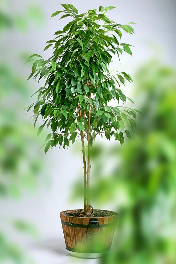 17 Best Indoor Trees for Your Home and How To Care For Them
