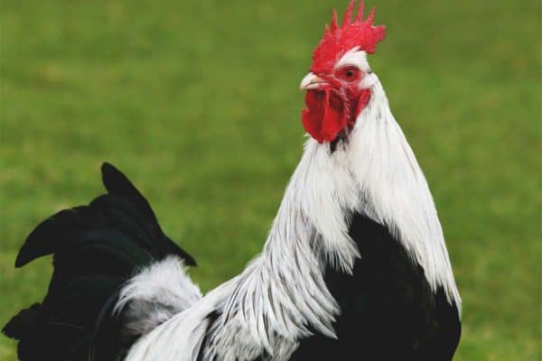 Cherry Egger Chicken: Meet This Abundant Layer