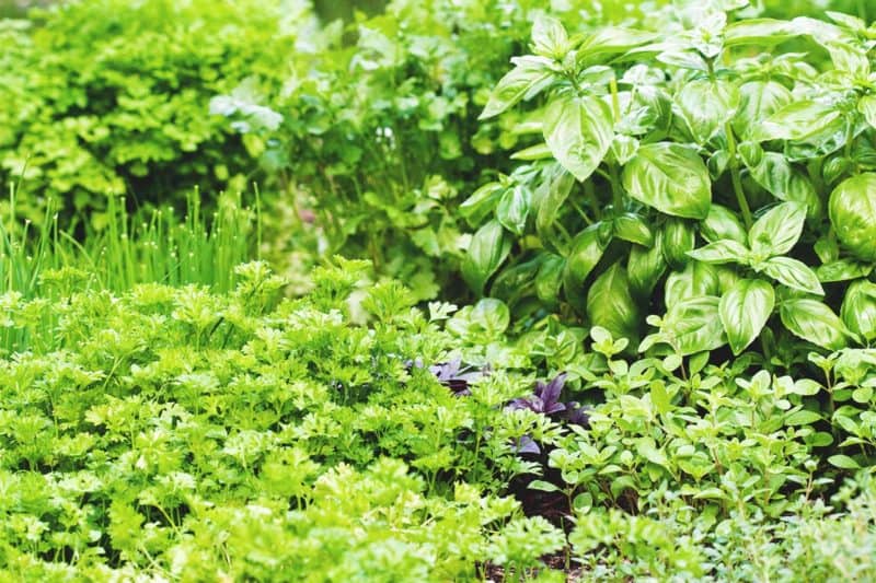 How to Start a Successful Herb Garden and 6 Mistakes to Avoid at All Costs