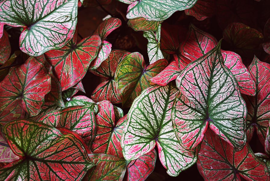 15 Cold Hardy Tropical and Tropical-Looking Plants