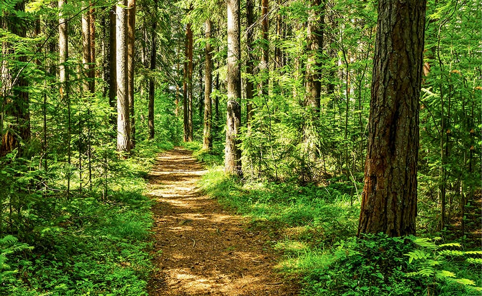 How to Start a Food Forest - The Ultimate Low-Maintenance Garden