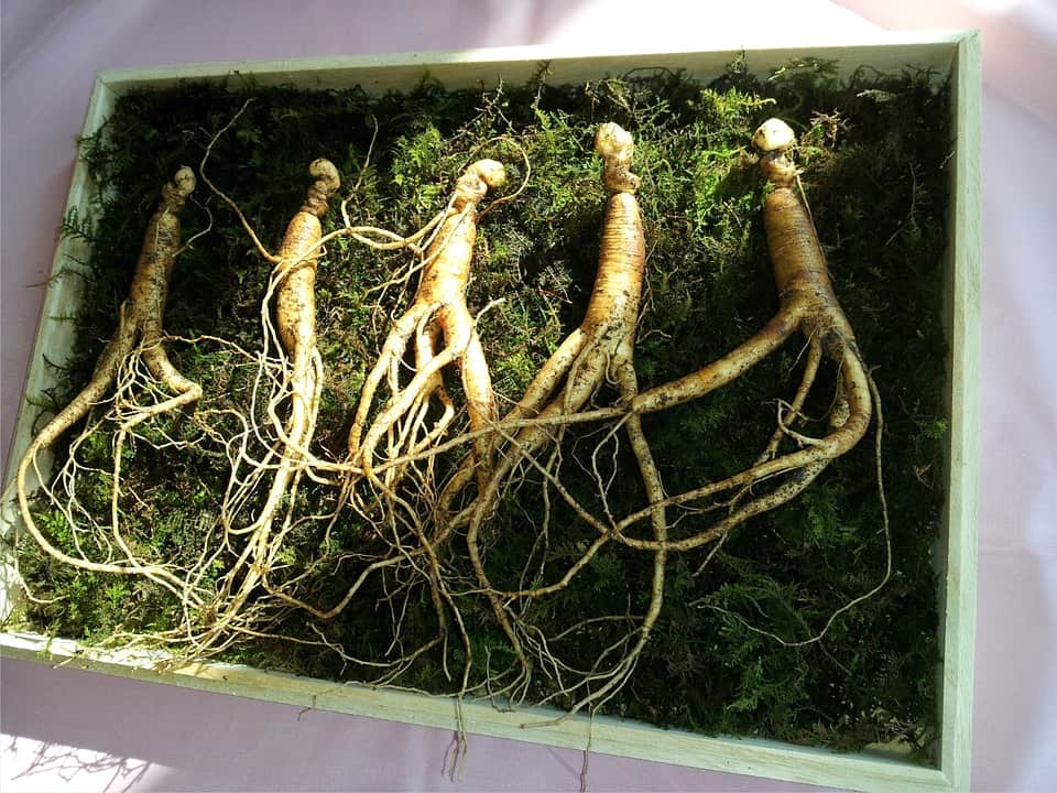 Ginseng Plant: Best Varieties, Growing Guide, Care, and Harvest