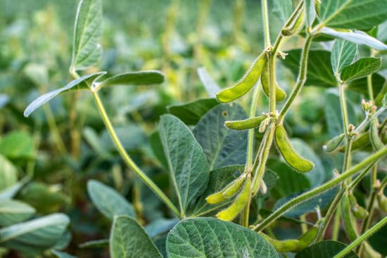 Growing Edamame: Best Varieties, Planting Guide, Care, Problems, and ...