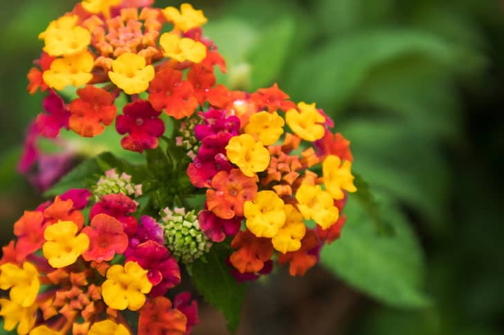 The 19 Best Patio Plants to Brighten Up Your Outdoor Space