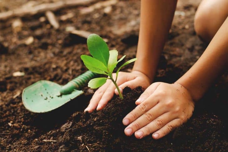 18 Ways to Get Free Plants for Your Garden