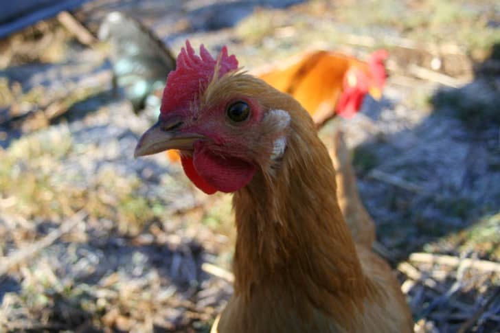Catalana Chicken: Dual-Purpose Birds for Hot Climates