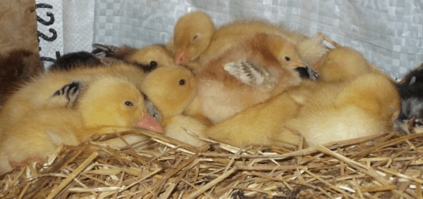 Complete Guide to Incubating Duck Eggs for Optimal Hatch Rates