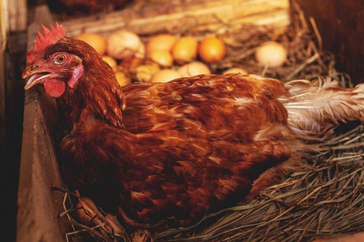 Chickens Eating Mice: Is It Dangerous and How Can You Limit Mouse Visits?
