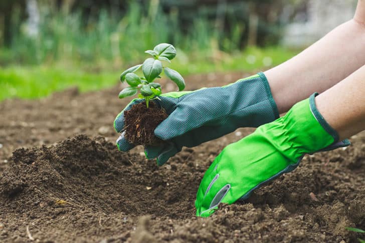 18 Ways to Get Free Plants for Your Garden