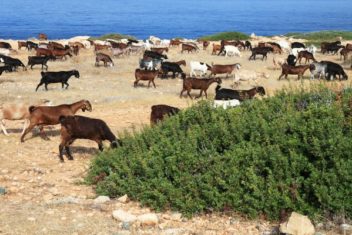 Spanish Goat: Breed Info, Characteristics, and Care