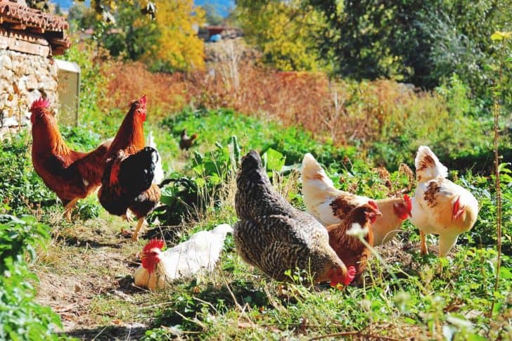 What to Consider When Raising Sheep and Chickens Together