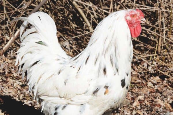 Malay Chicken: The Tallest Chicken Breed