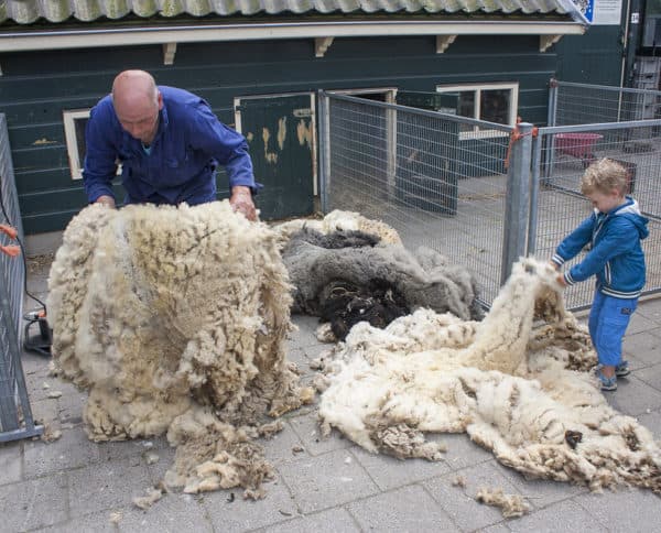 How to Shear a Sheep the Right Way