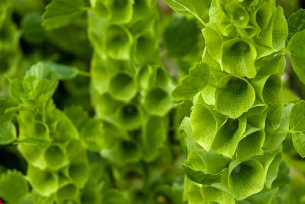 The Best Methods for Drying Flowers and Which Plants Work Best