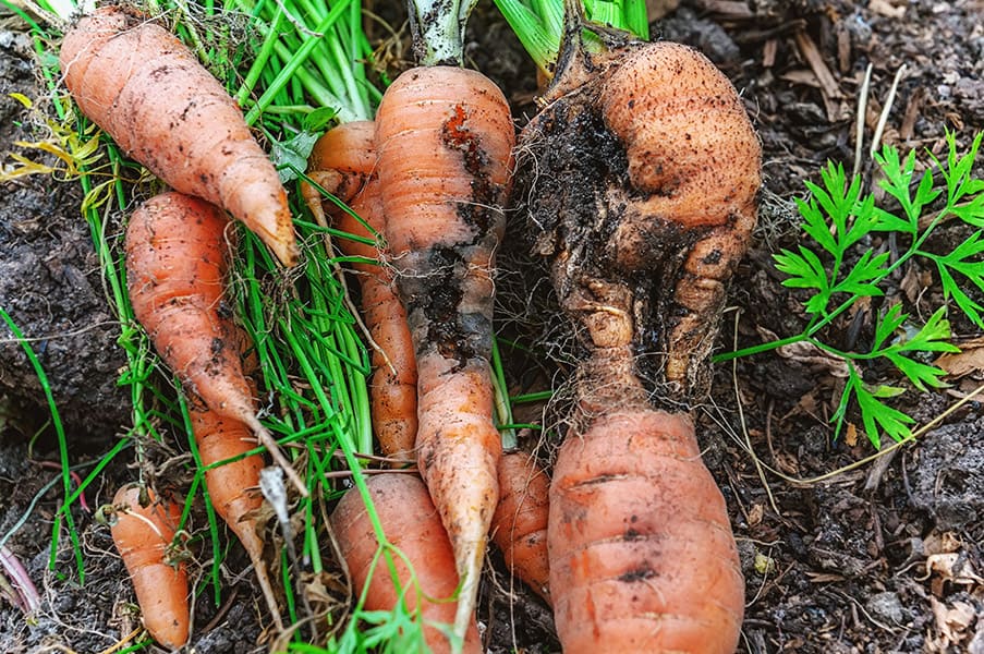 How to Spot and Get Rid of Carrot Rust Flies on Your Garden Plants
