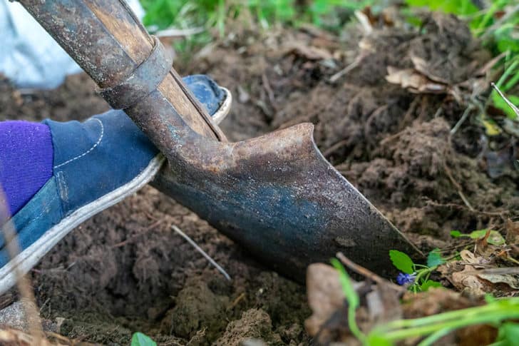 How to Spot and Get Rid of Carrot Rust Flies on Your Garden Plants