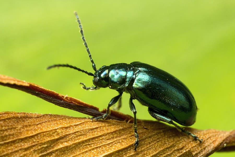 Flea Beetles: How to Identify, Eliminate, and Prevent This Garden Pest