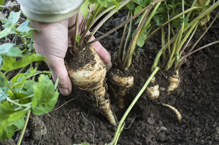 Growing Parsnips: Best Varieties, Growing Guide, Care, Problems, and ...
