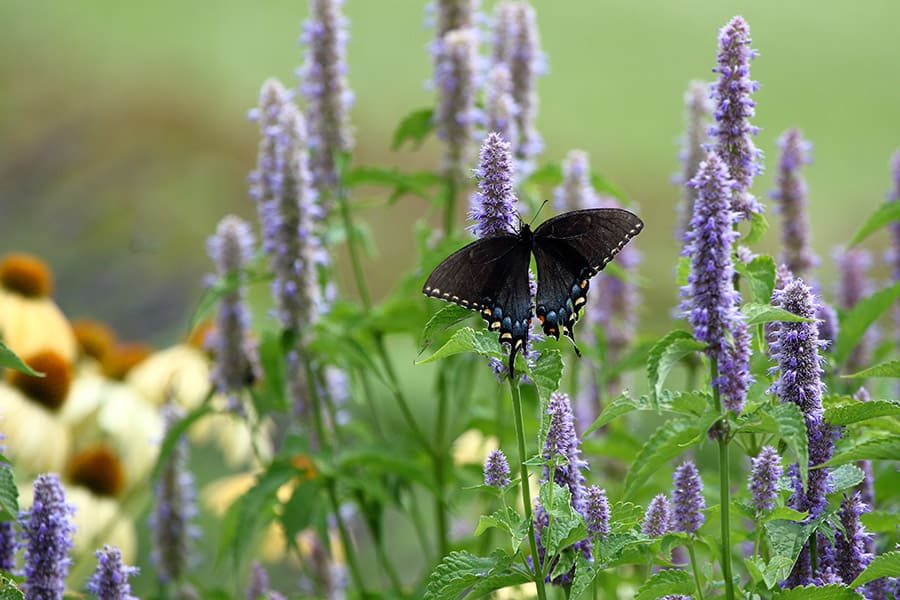Hyssop Plant: Best Varieties, Growing Guide, Care, Problems, and Harvest