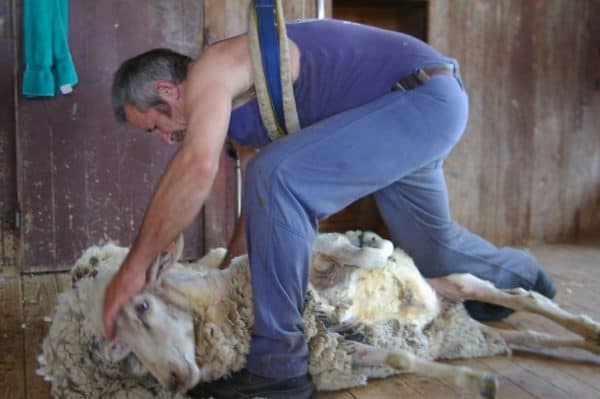 How to Shear a Sheep the Right Way