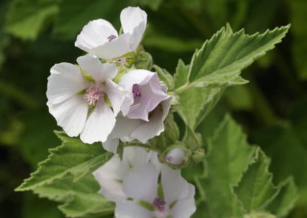 Marshmallow Plant (Althaea Officinalis): Growing Guide, Care, Problems ...