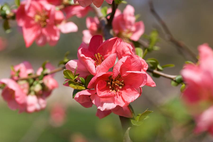 Forcing Flowering Branches to Bring Early Spring Blossoms Indoors