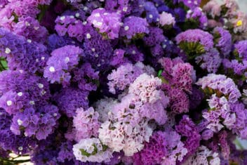 The Best Methods for Drying Flowers and Which Plants Work Best