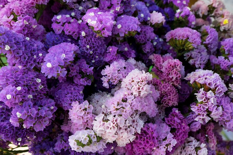 The Best Methods for Drying Flowers and Which Plants Work Best