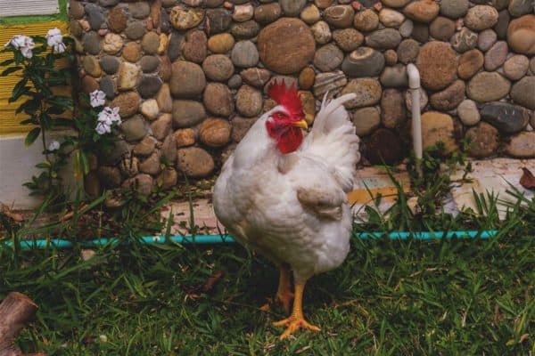Cherry Egger Chicken: Meet This Abundant Layer