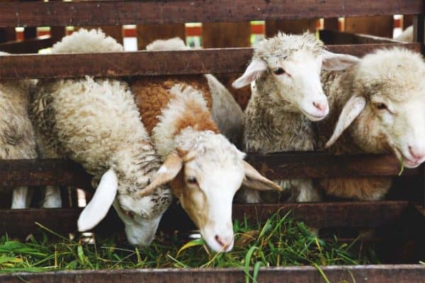How to Prevent and Treat Life-Threatening Bloat in Sheep