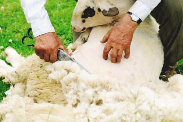 How to Prevent and Treat Life-Threatening Bloat in Sheep