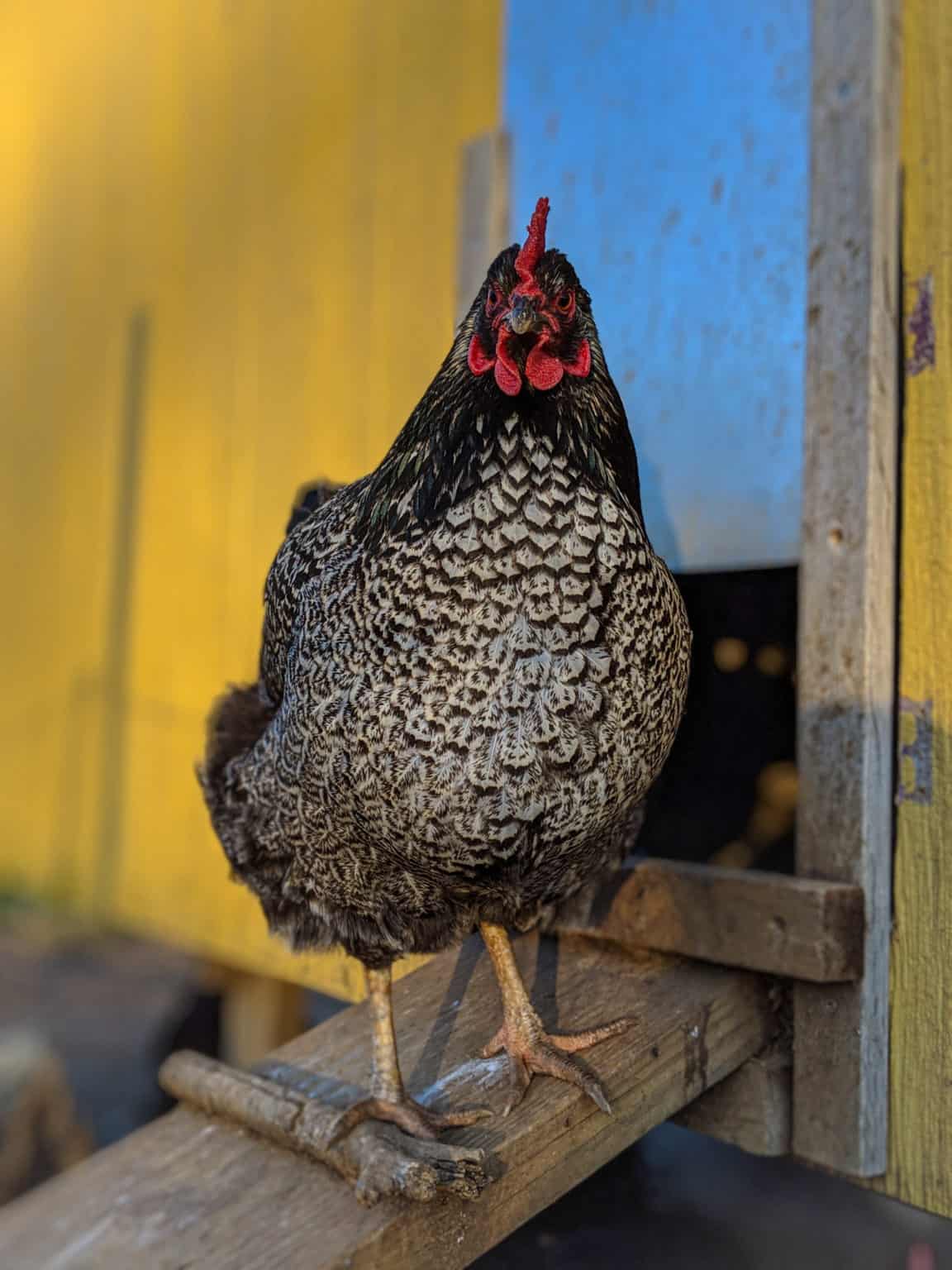 How to Diagnose and Treat Crop Ailments in Chickens