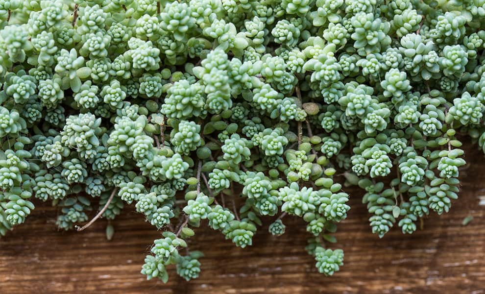 How to Make a Living Wall: The Complete Guide