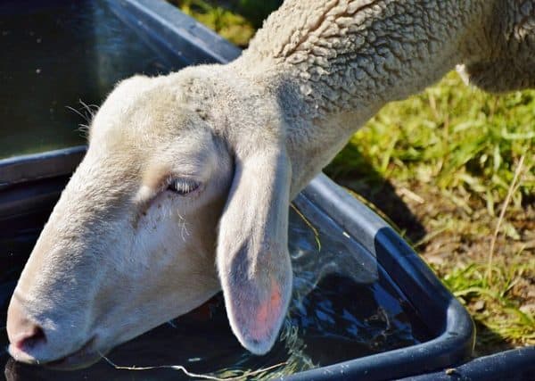 How to Feed Sheep, What Not to Feed, Cutting Costs, and More