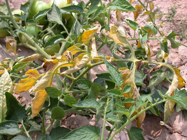 How to Deal With Fusarium Wilt in Your Garden Plants