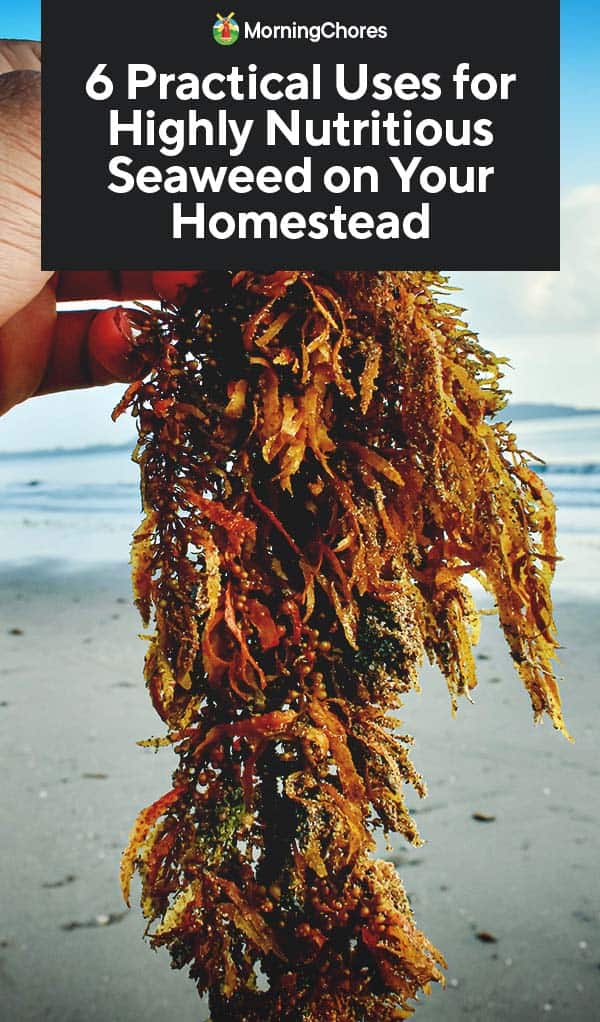 6 Practical Uses for Highly Nutritious Seaweed on Your Homestead