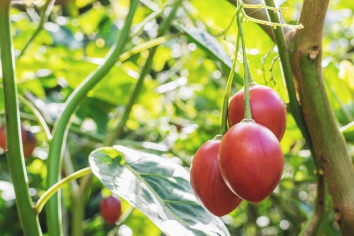 Growing Capers: How to Plant, Grow, and Care for the Caper Bush