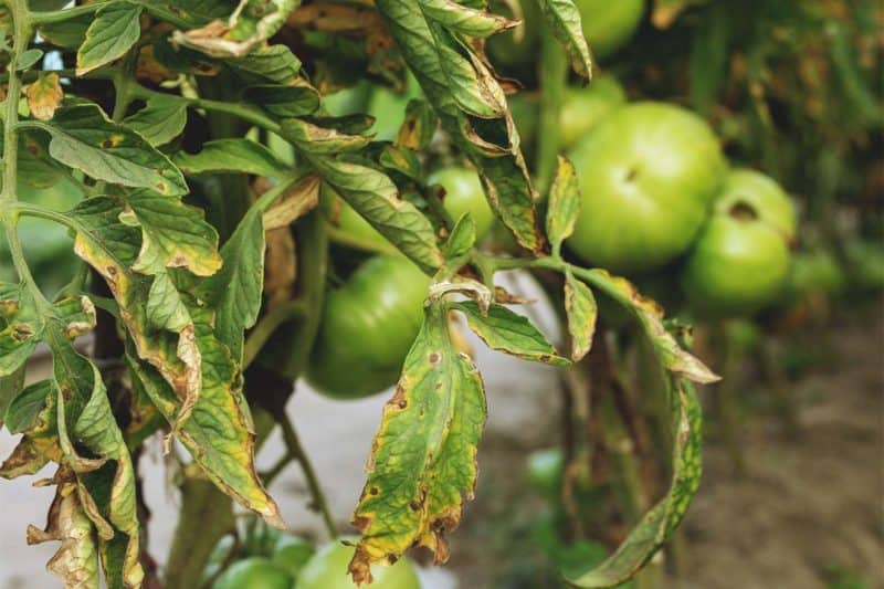 Sooty Mold on Plants: What It Is and How to Get Rid of It