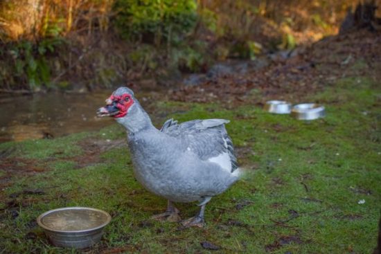 Muscovy Duck: The Most Unique Ducks You Can Own