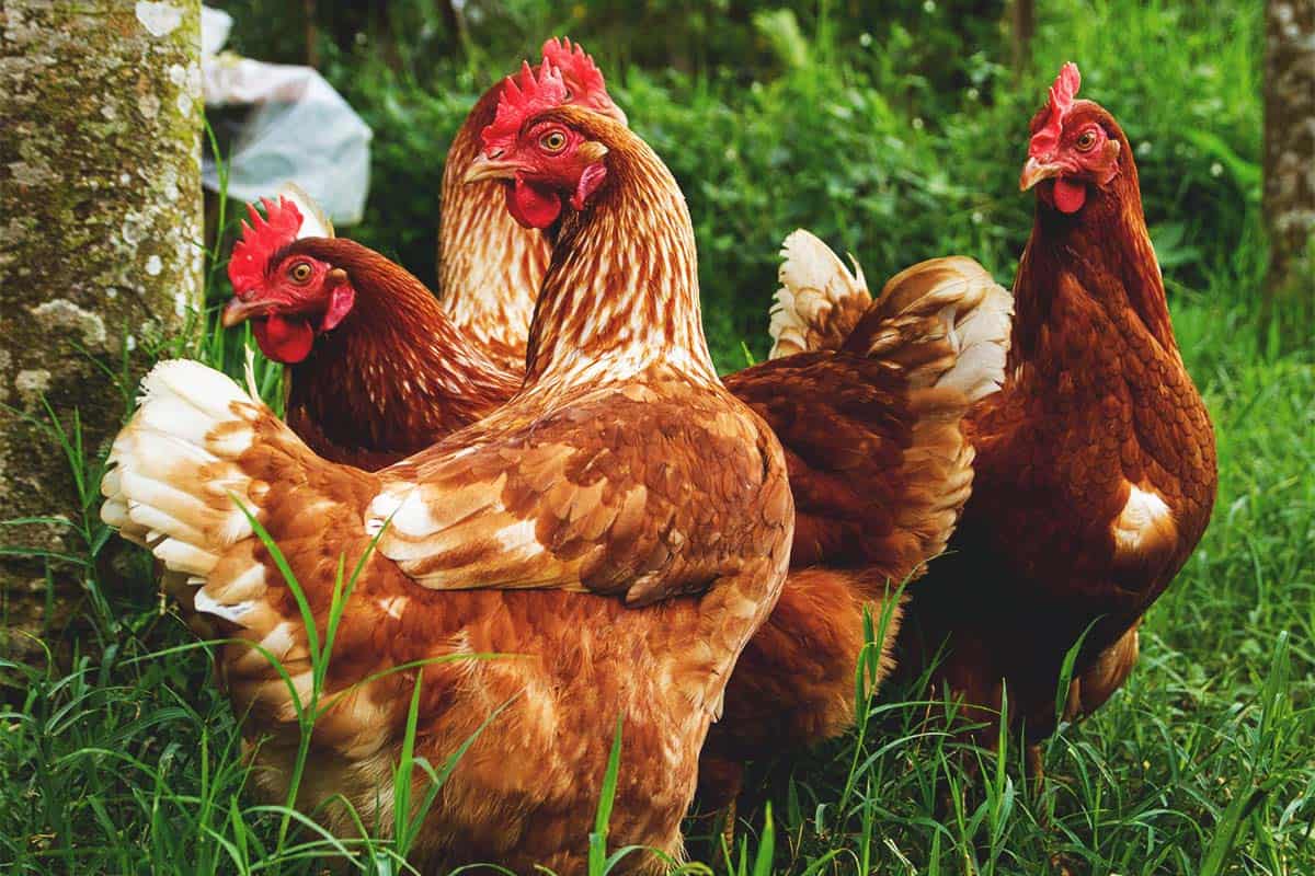 How To Raise Free Range Chickens