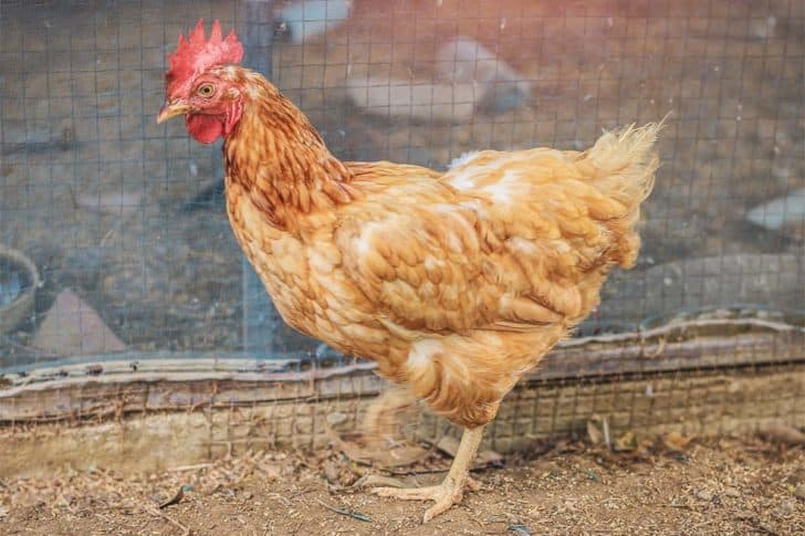 Chicken Cannibalism: Why It Happens and How Can You Prevent It