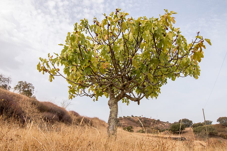 Growing Figs: Best Varieties, Planting Guides, Care, Problems and Harvest