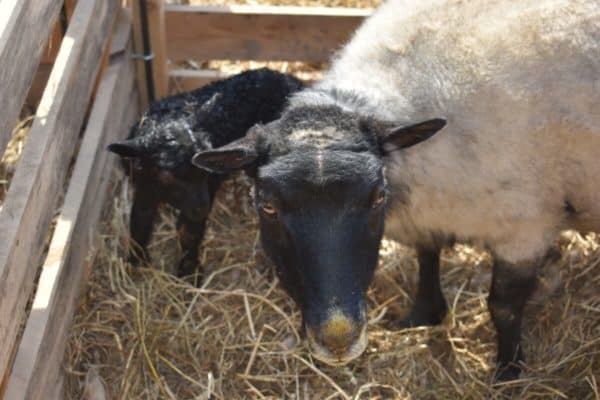 Once Sheep Have Ringworm Can They Get It Again - Austin Grosse