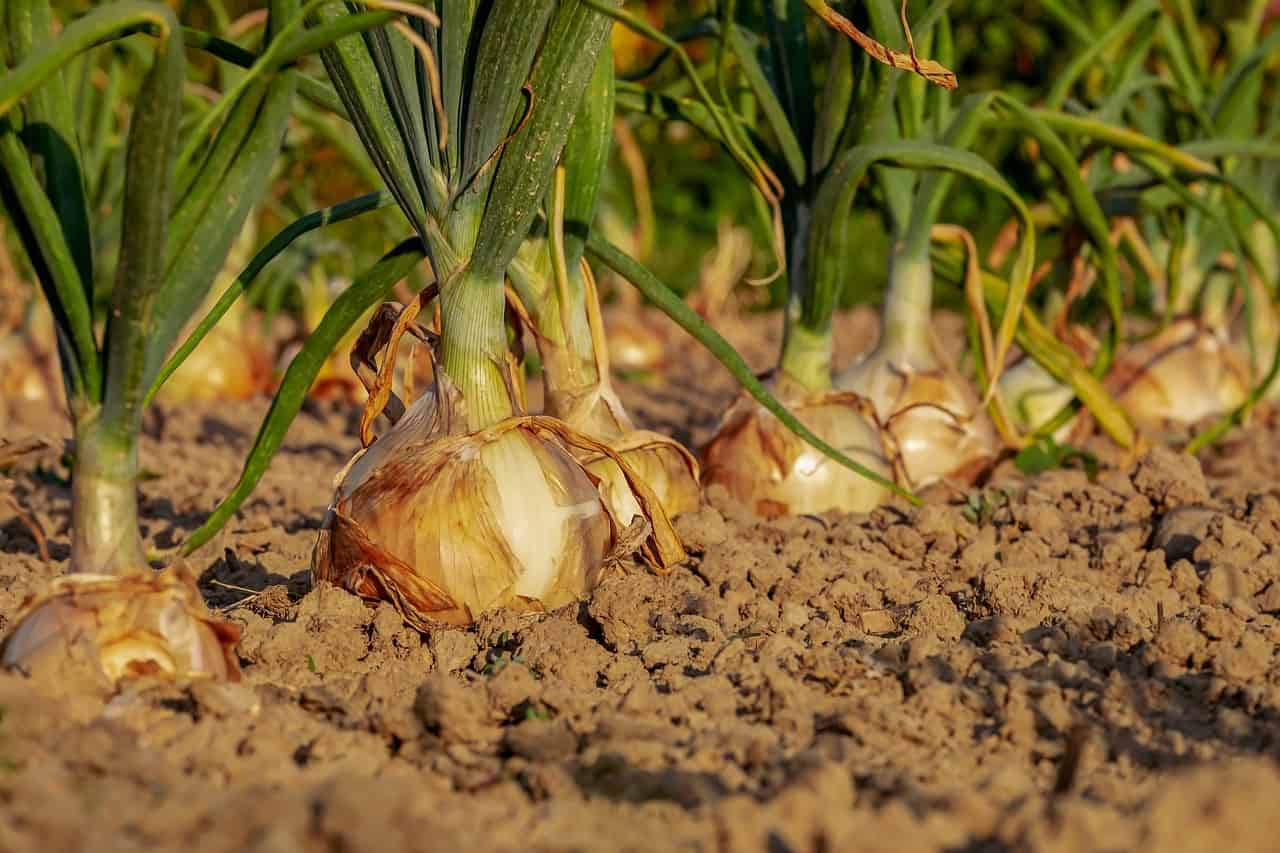 How to Decide the Correct Plant Spacing in Your Garden
