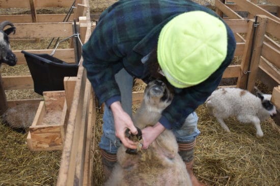 10 Easy Sheep Handling Tips To Make You a Confident Shepherd